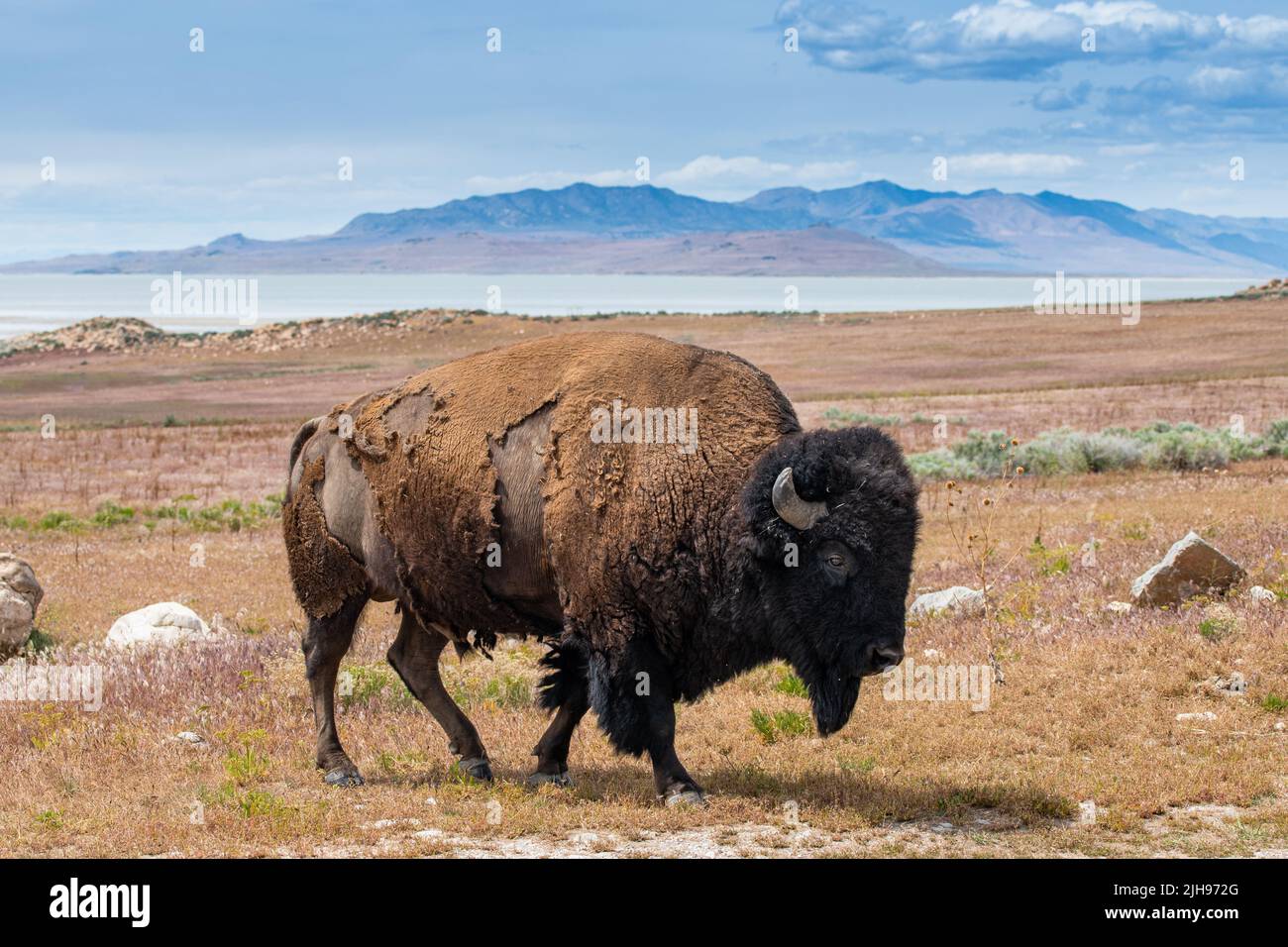 Bull bison with shaggy fur along the shoreline of the Great Salt Lake ...