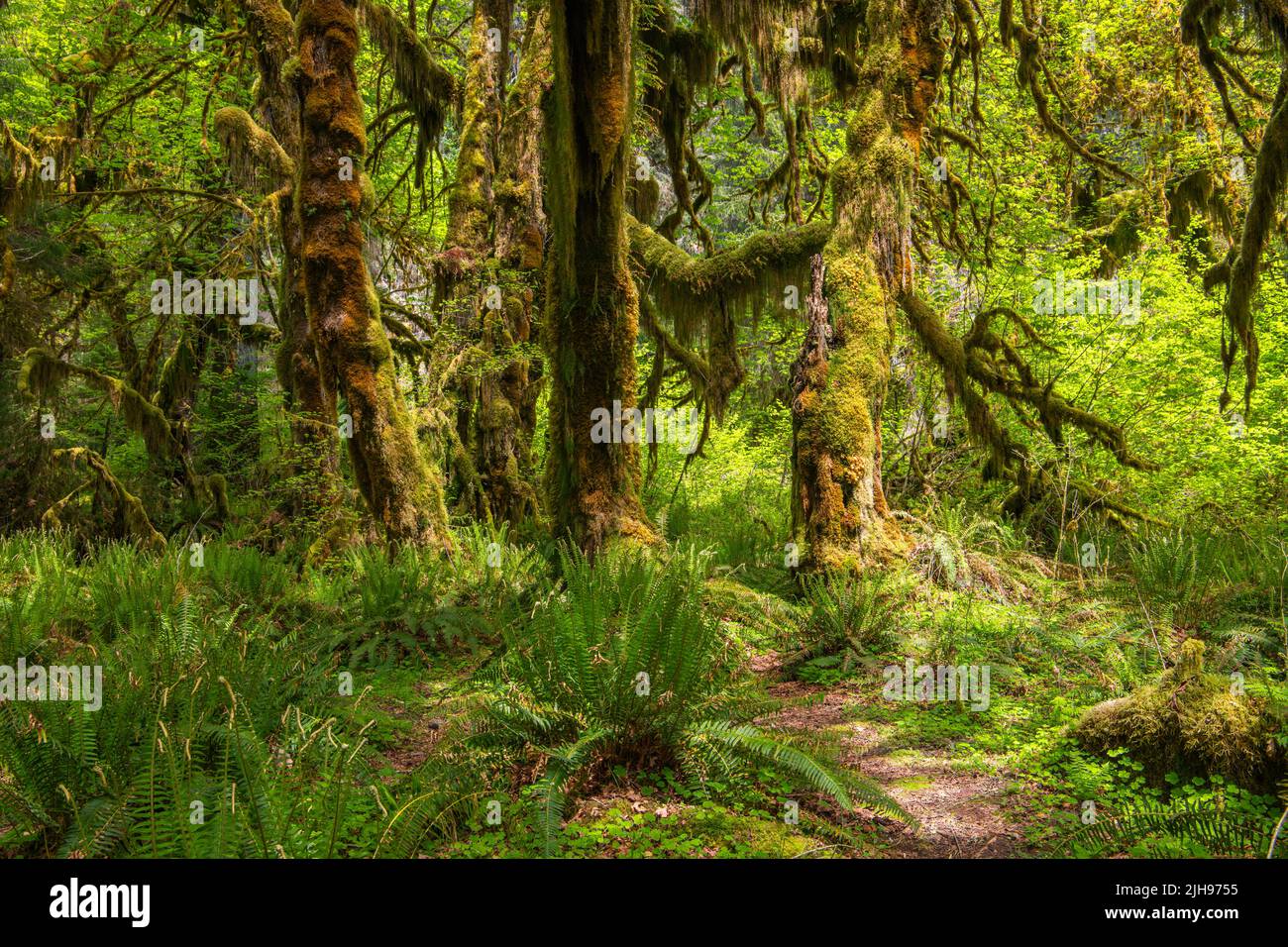 A glade of ancient, moss-covered trees above an open forest floor with ...
