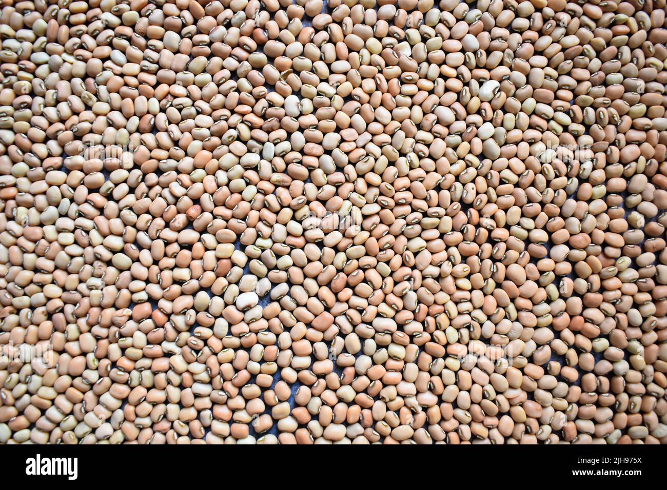 Raw whole dried Cowpea beans Stock Photo - Alamy