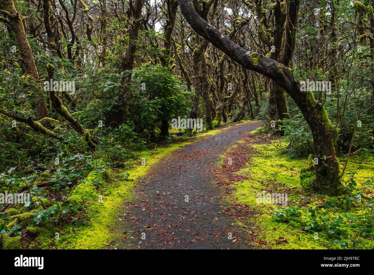Atmospheric forest hi-res stock photography and images - Alamy