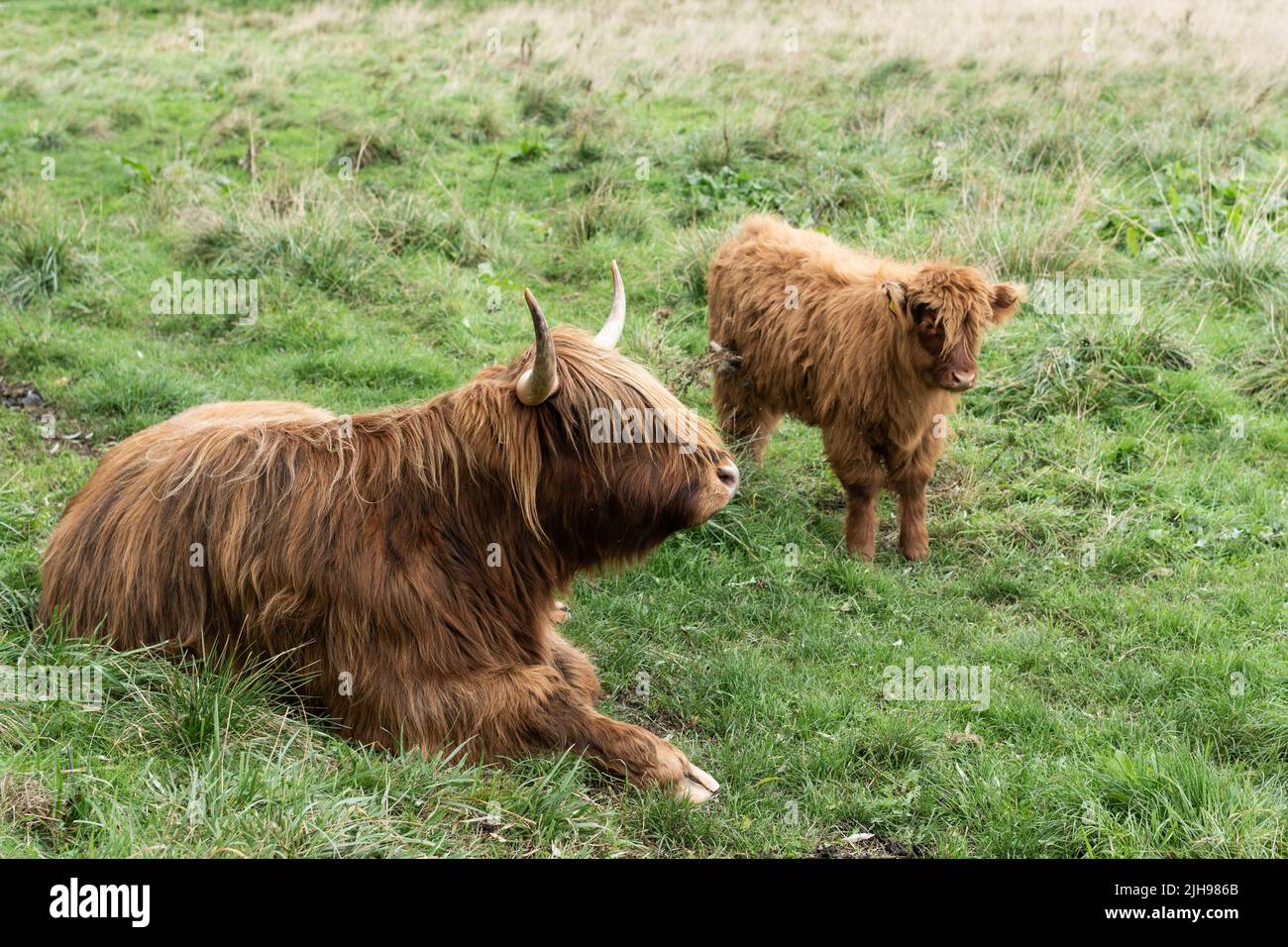 A shot of two Highland cows in the field Stock Photo - Alamy