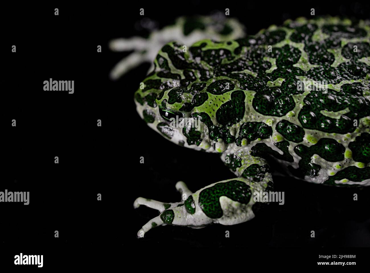 Wild frog, stirs nostrils, macro. Gorgeous ground toad close-up, night ...