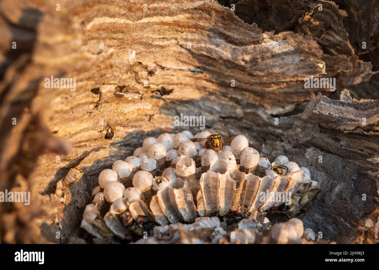 Closeup view of wasps nest with wasp Stock Photo - Alamy