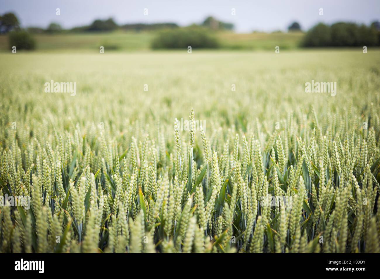 Wheat field. Close-up of green ears of wheat, crops growing on a farm ...