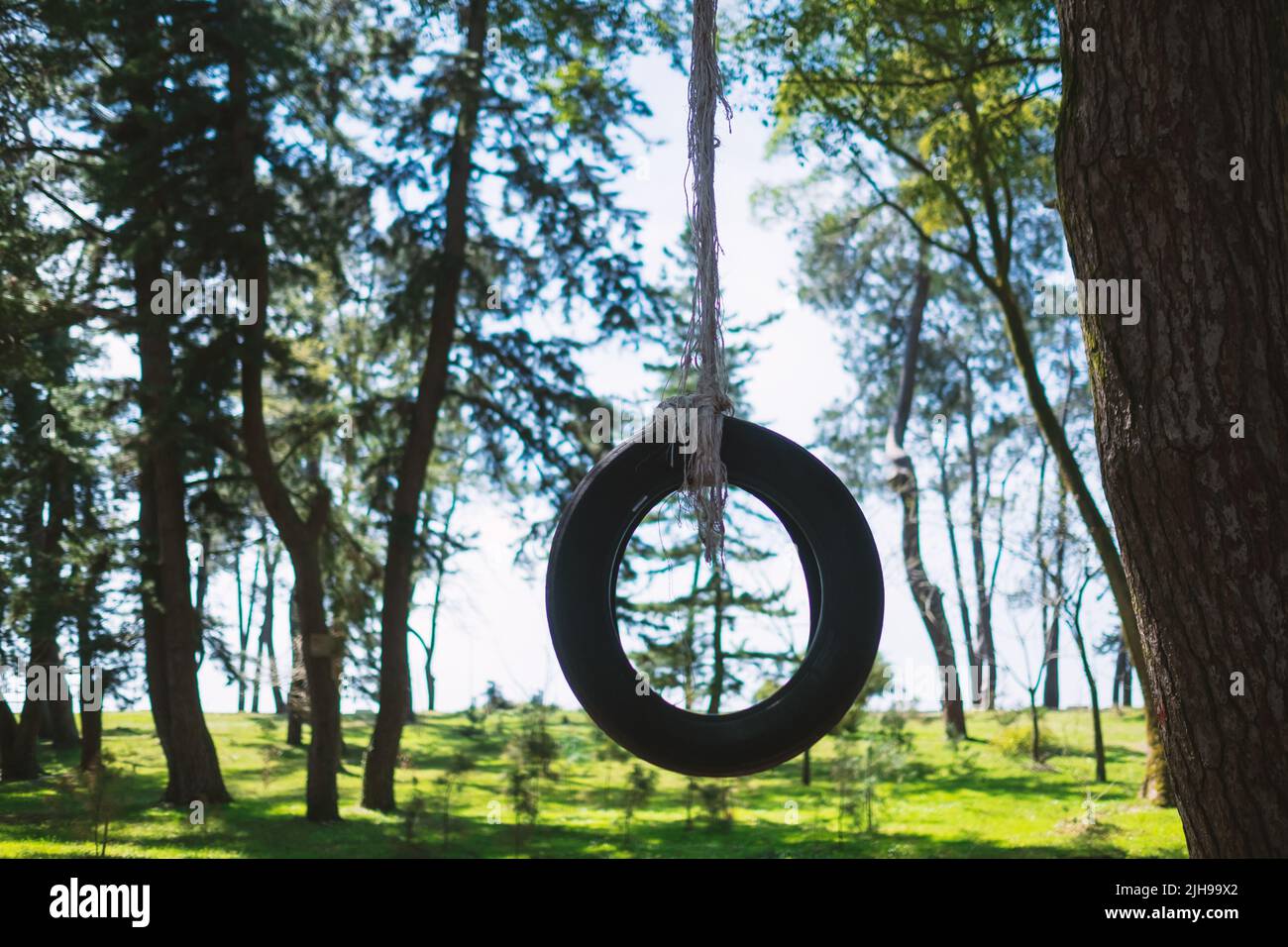 Old car tire hanging on tree at playground Stock Photo - Alamy