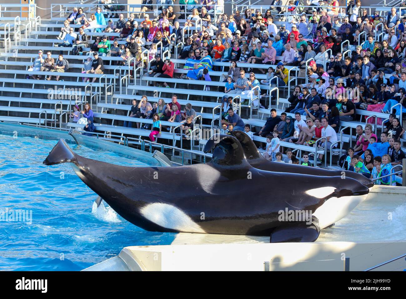 Killer whale underwater pod hi-res stock photography and images - Alamy