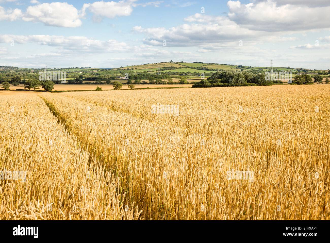 Wheat growing in countryside. Crop field in farm landscape ...