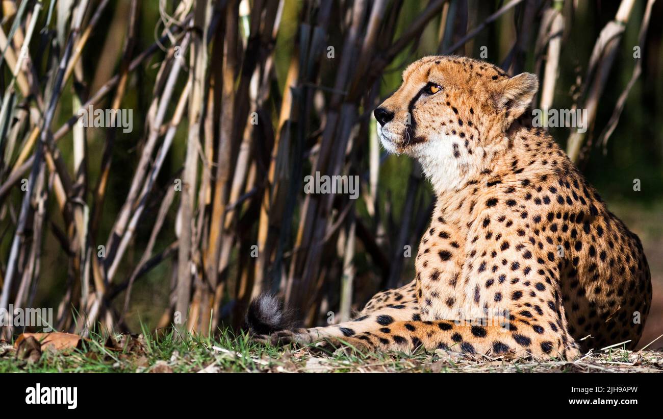 portrait of chetah relaxing Stock Photo - Alamy
