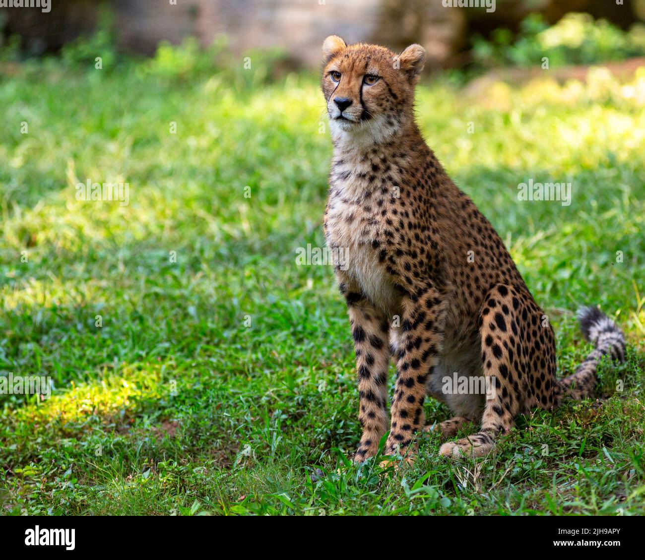 portrait of chetah relaxing Stock Photo - Alamy