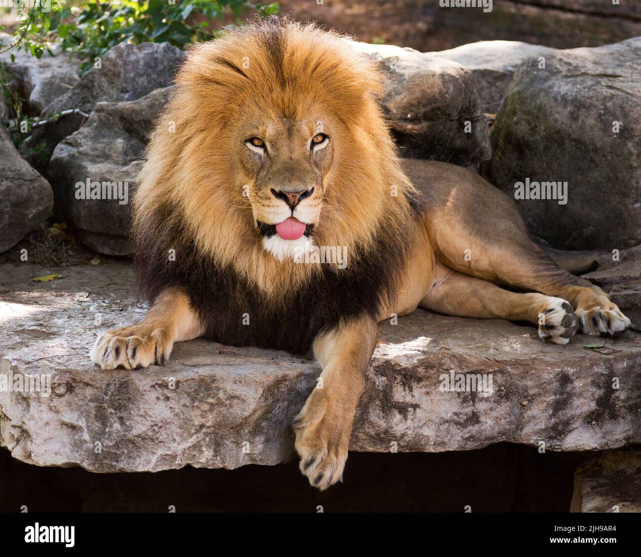Portrait of a male African lion making a silly face with his tongue out ...