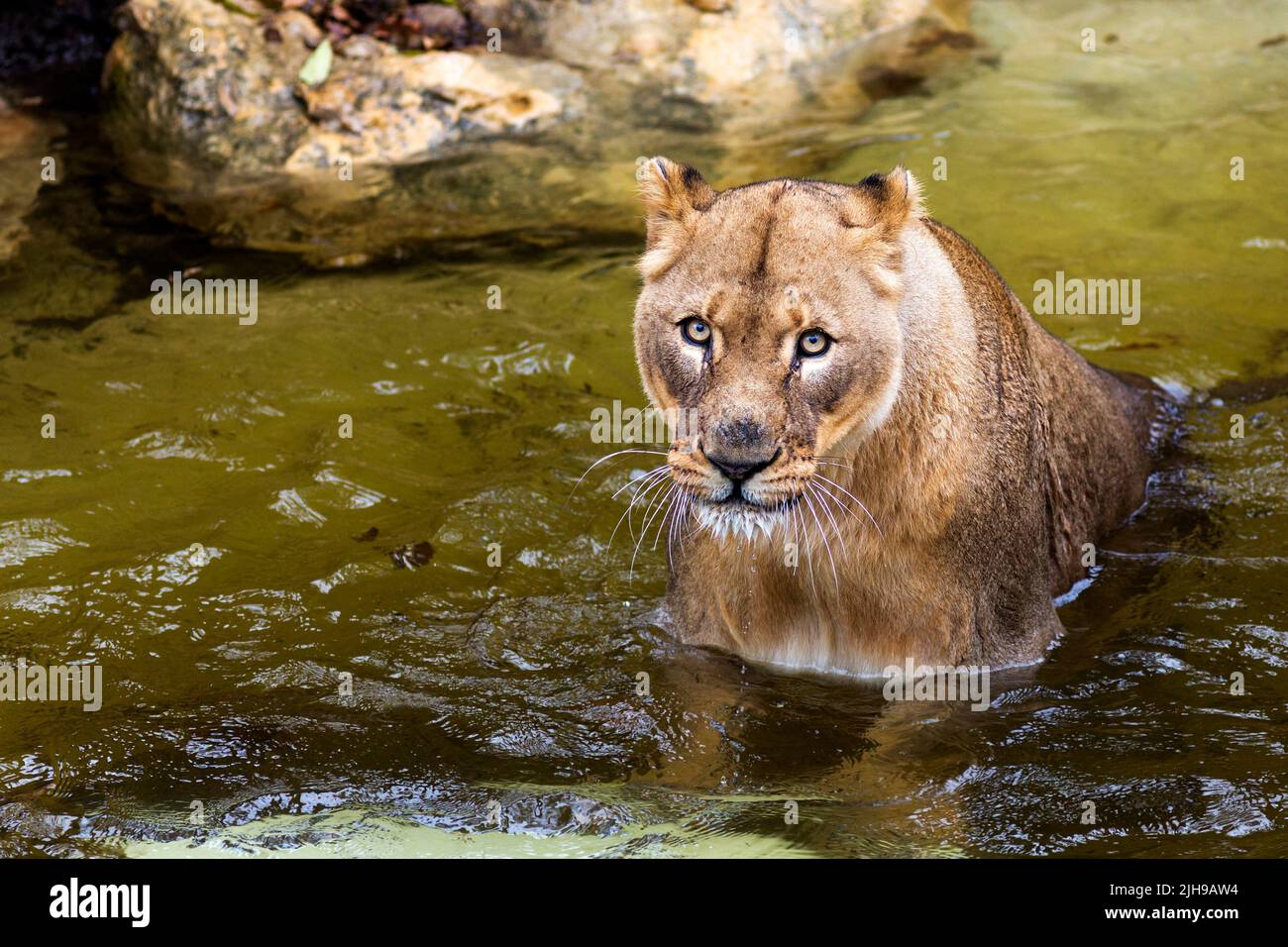 Stream lion hi-res stock photography and images - Alamy