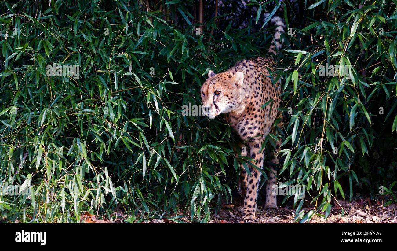 Portrait of a chetah moving through the jungle Stock Photo - Alamy