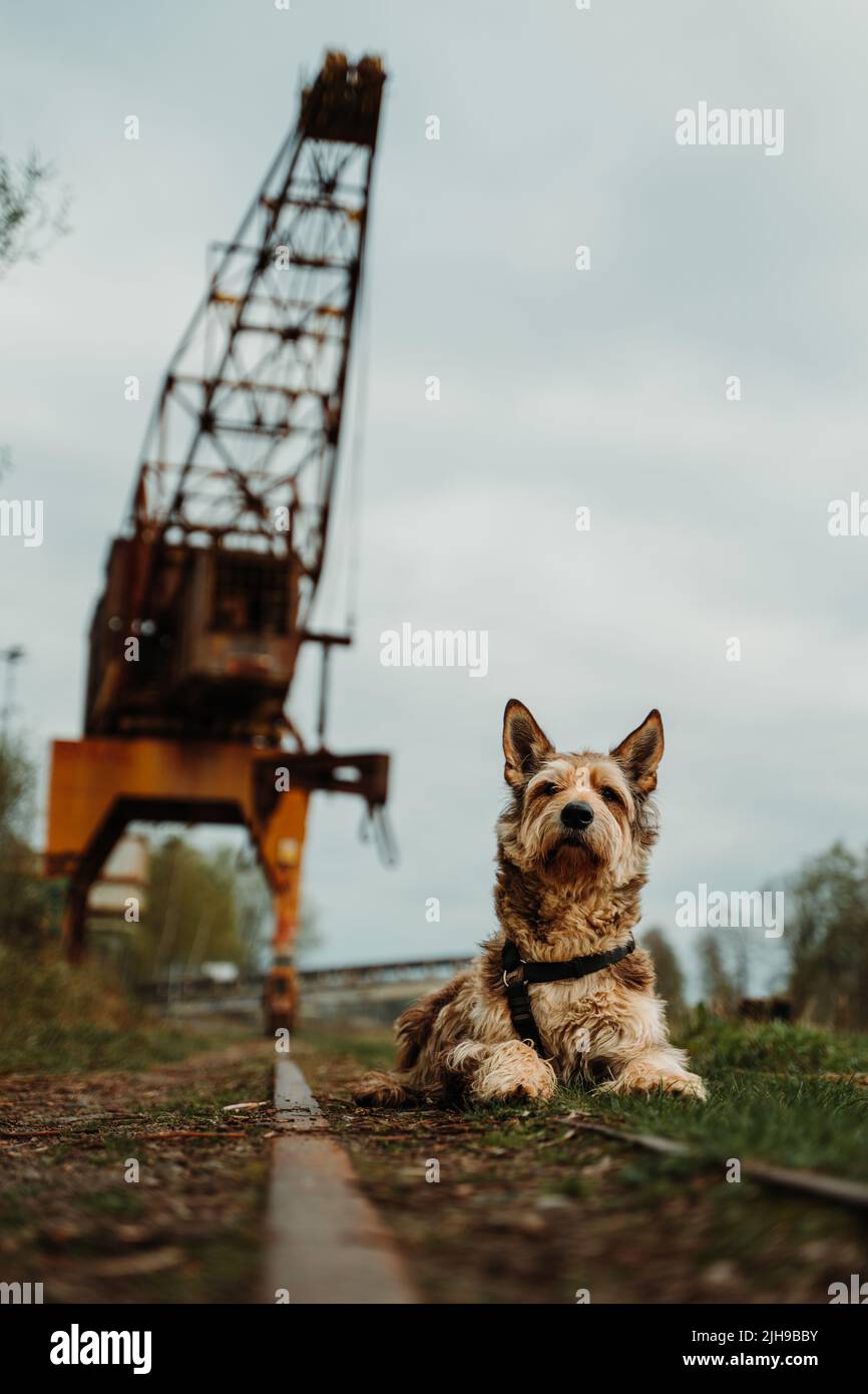 A vertical shot of a dog guarding an industrial vehicle Stock Photo - Alamy