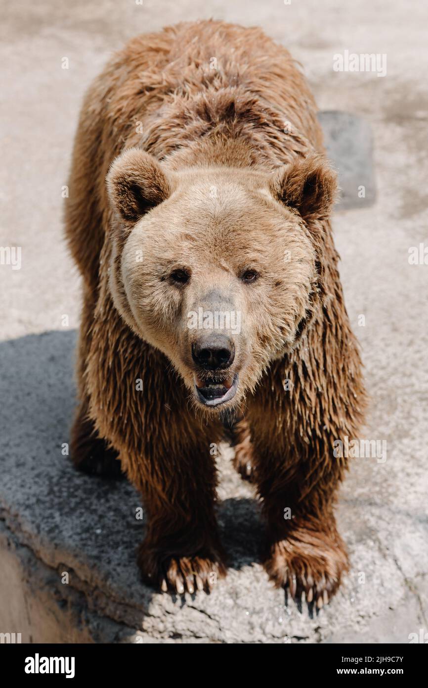 Zoo in hi hi-res stock photography and images - Alamy