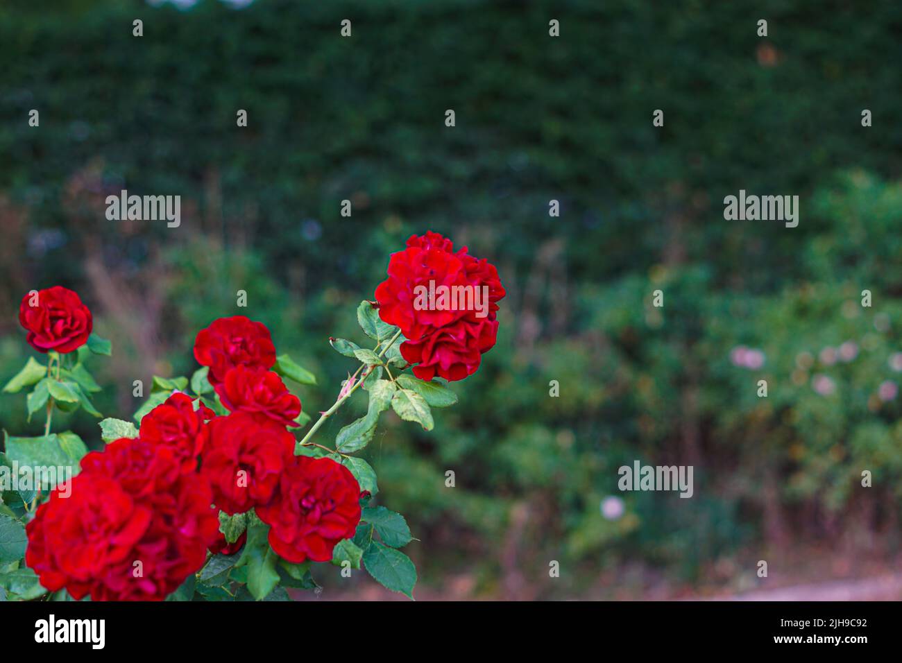 Garden rot hi-res stock photography and images - Alamy