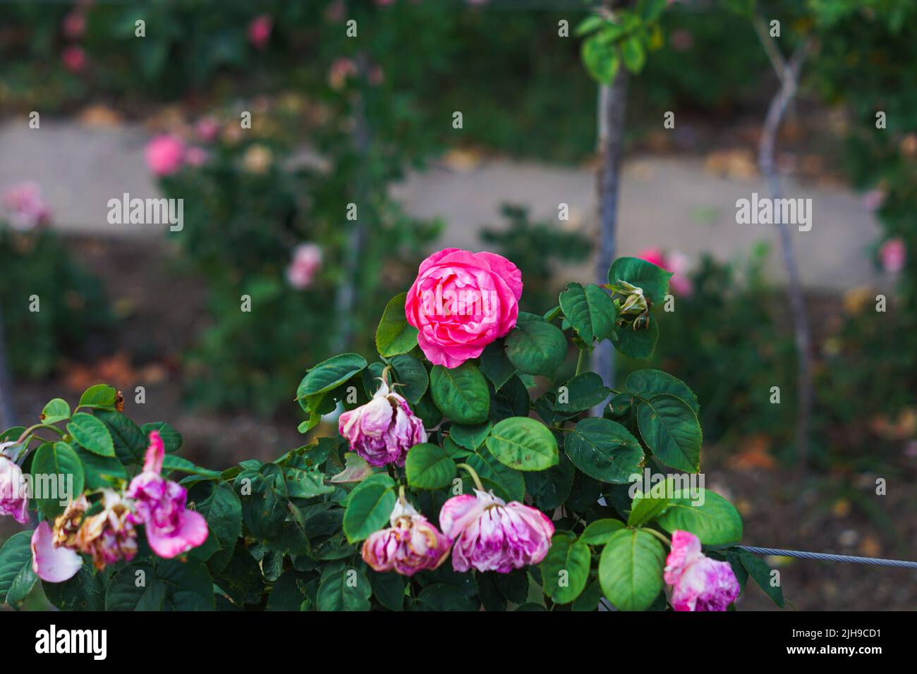 Pink rosen hi-res stock photography and images - Alamy