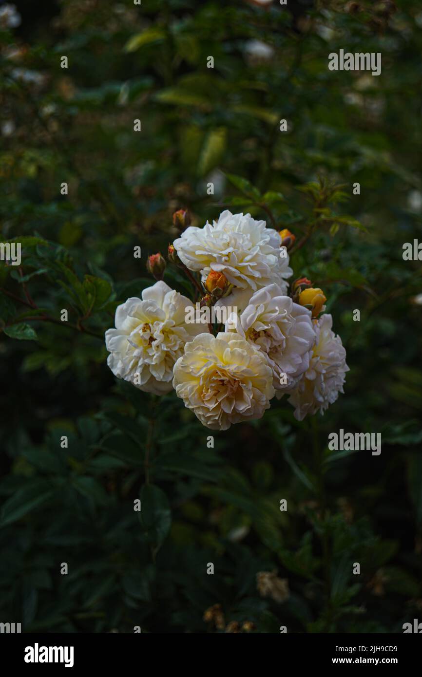 Old roses hi-res stock photography and images - Alamy