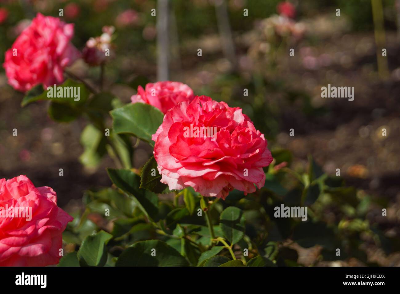 Rosegarden hi-res stock photography and images - Alamy