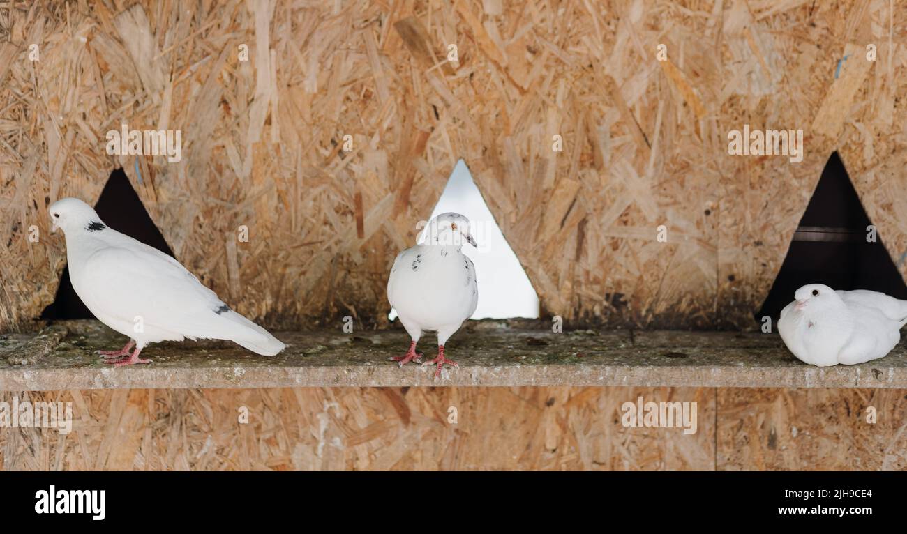 Three white pigeons in the dovecote on the zoo Stock Photo - Alamy