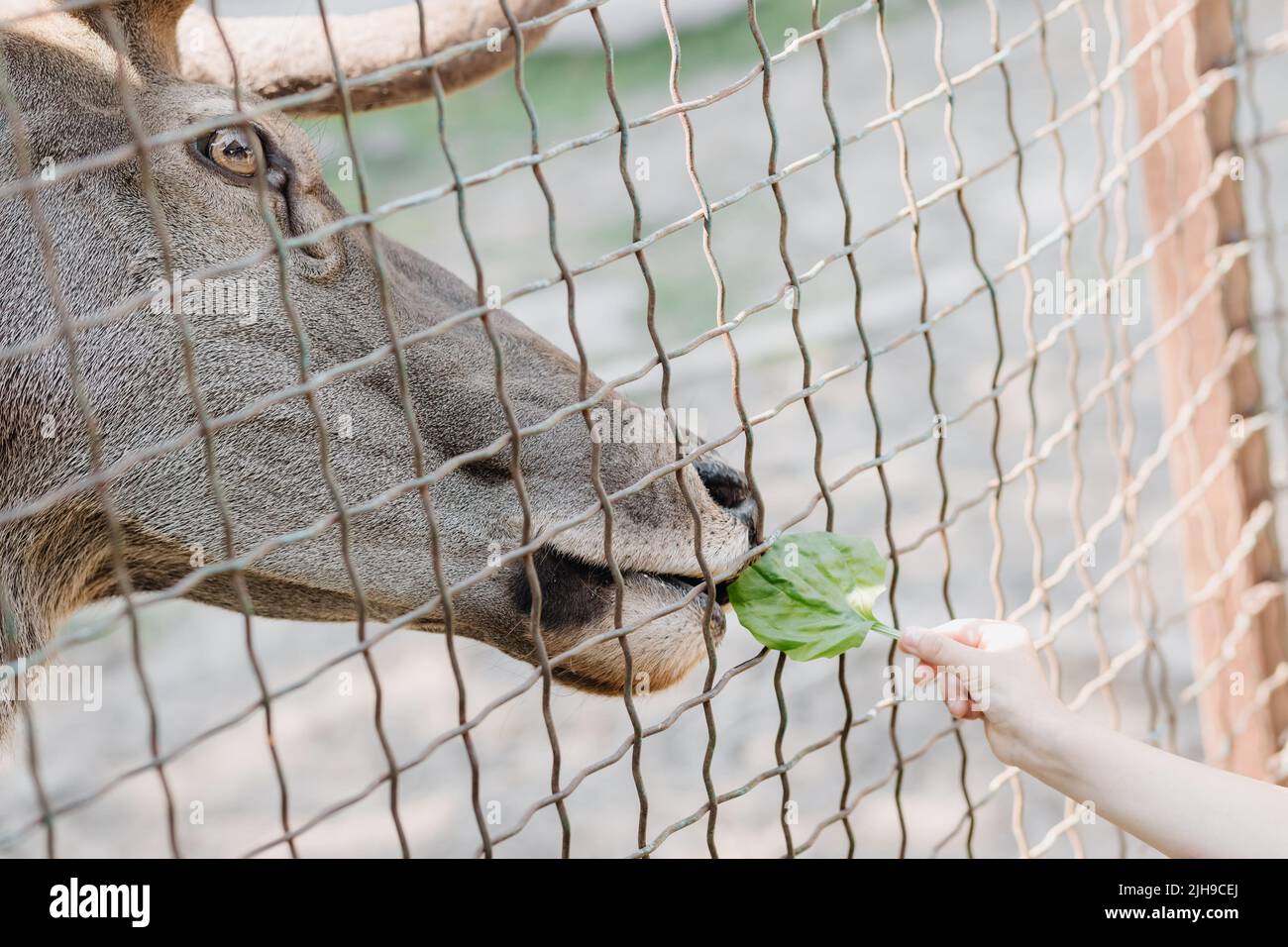 Horizontal shot of the muzzle of a spotted deer being fed grass by a ...
