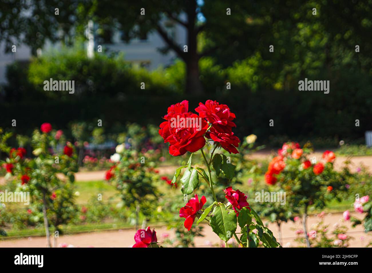 Red Roses in a rose garden Stock Photo - Alamy