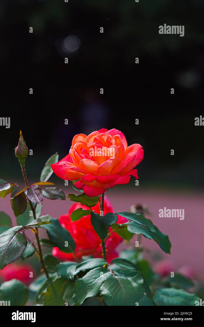 Garden rot hi-res stock photography and images - Alamy