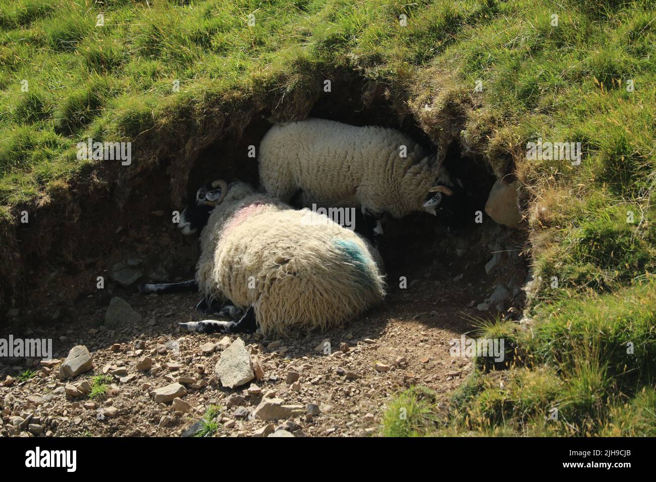 Sheep shelter hi-res stock photography and images - Alamy