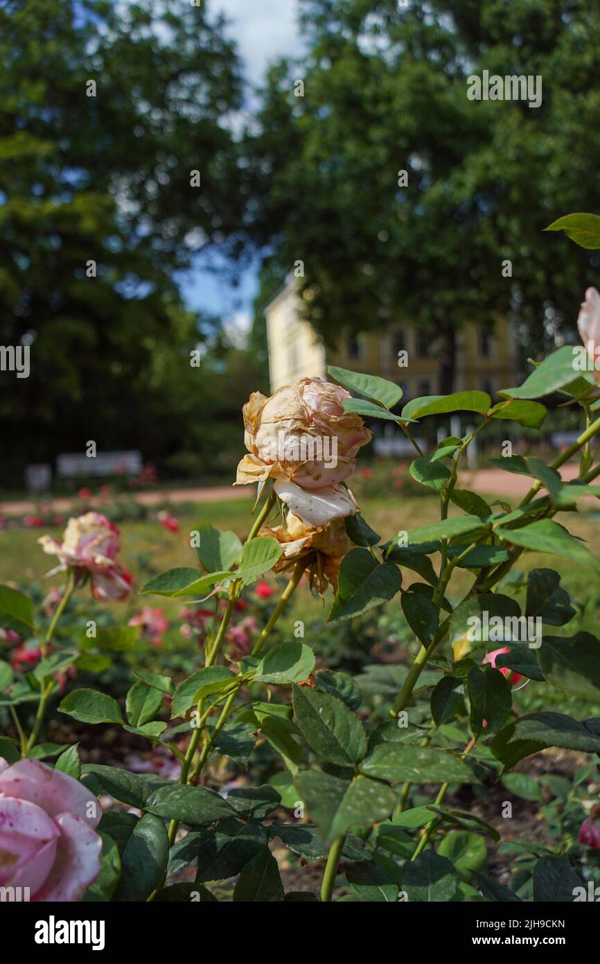 old Roses in a Rose garden Stock Photo - Alamy