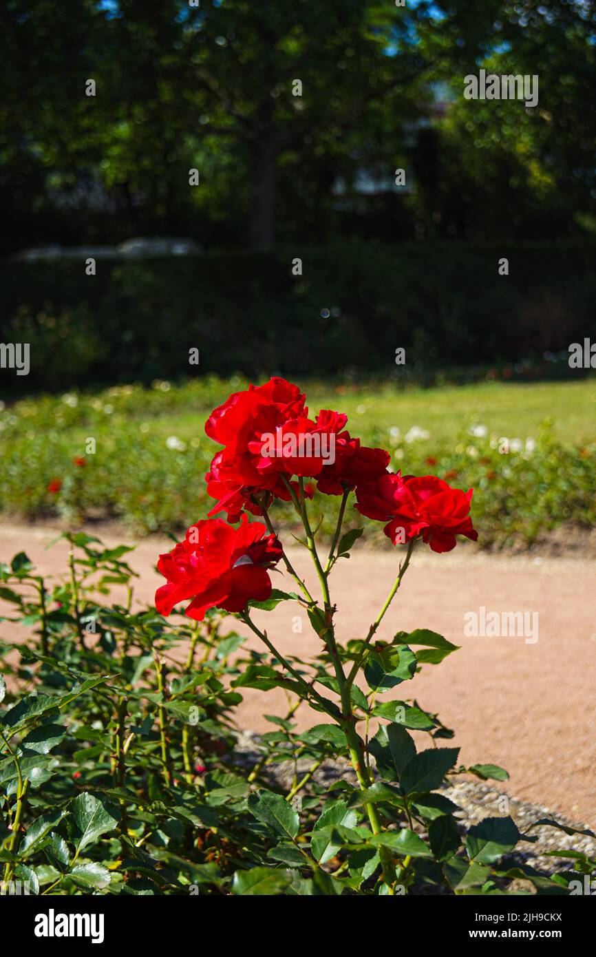 Garden rot hi-res stock photography and images - Alamy