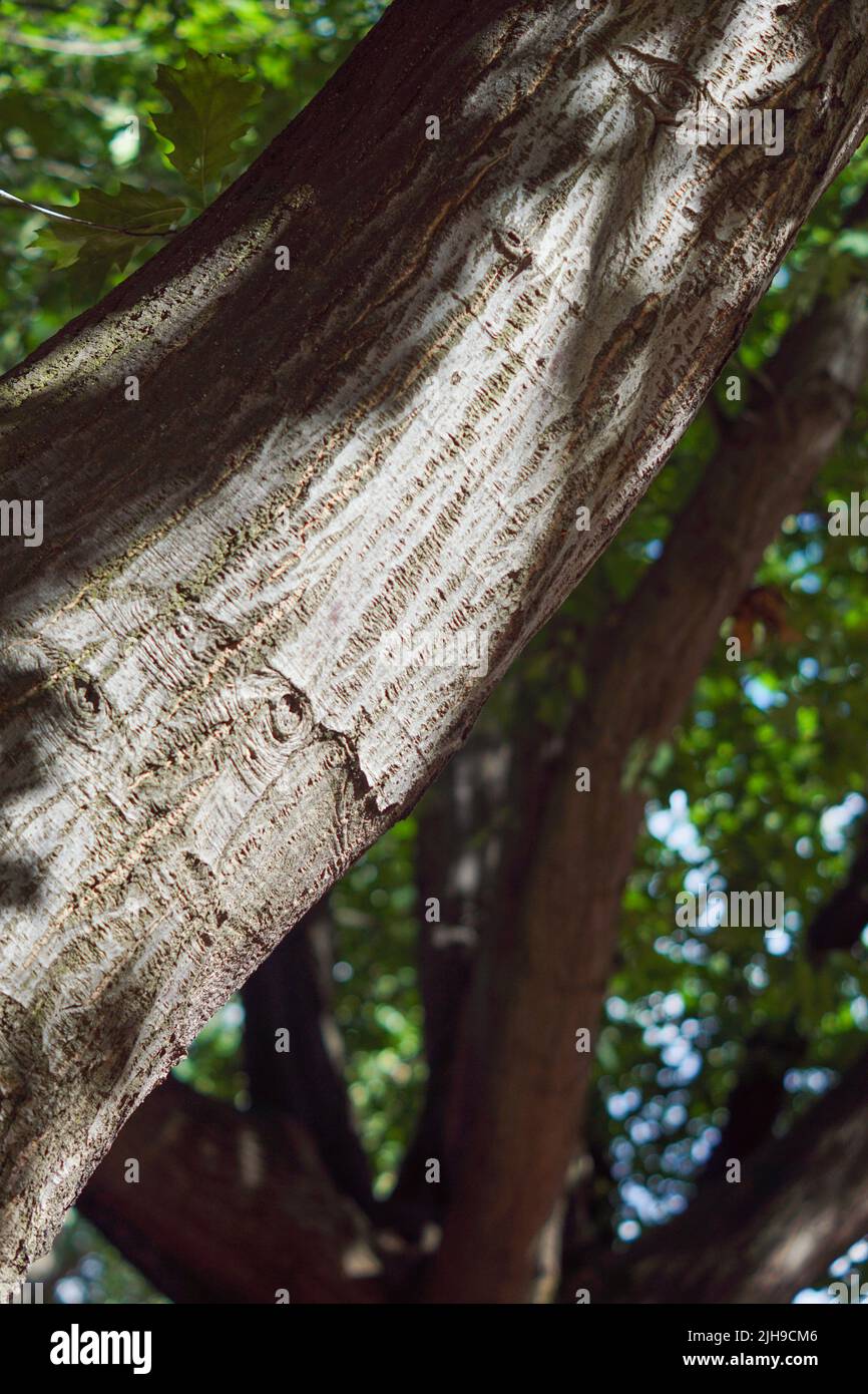 Tree in the shadow Stock Photo - Alamy