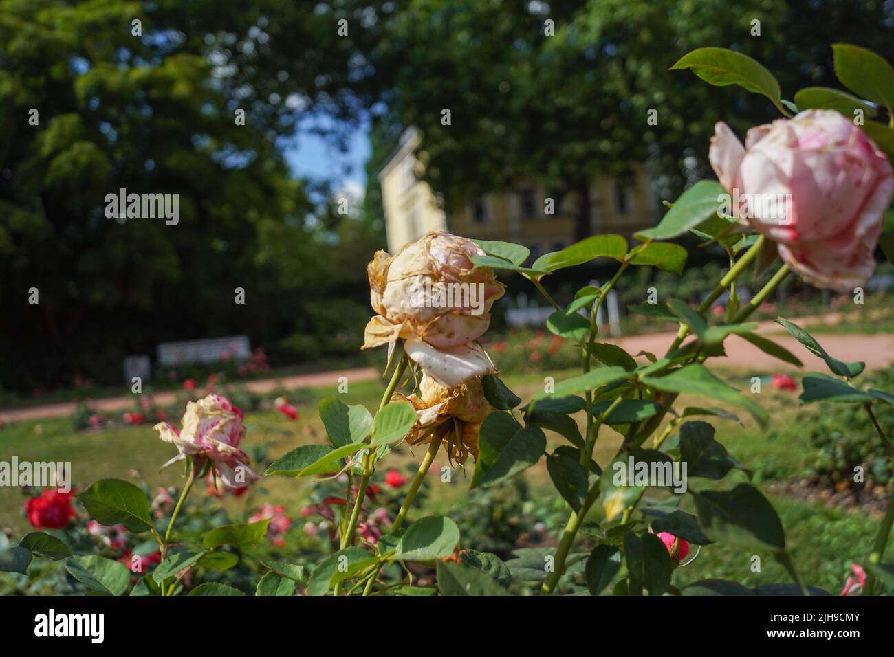 old Roses in a Rose garden Stock Photo - Alamy