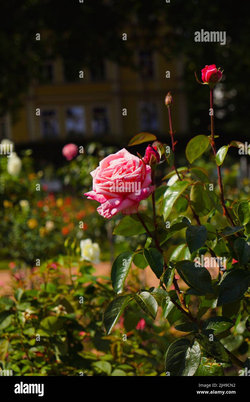 Rosegarden hi-res stock photography and images - Alamy