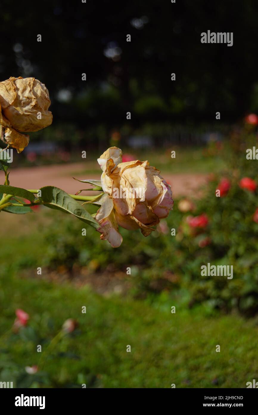 Old roses hi-res stock photography and images - Alamy