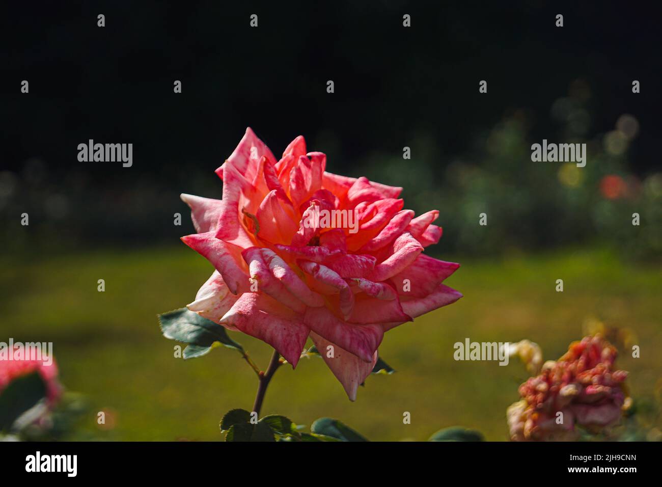 Rosegarden hi-res stock photography and images - Alamy