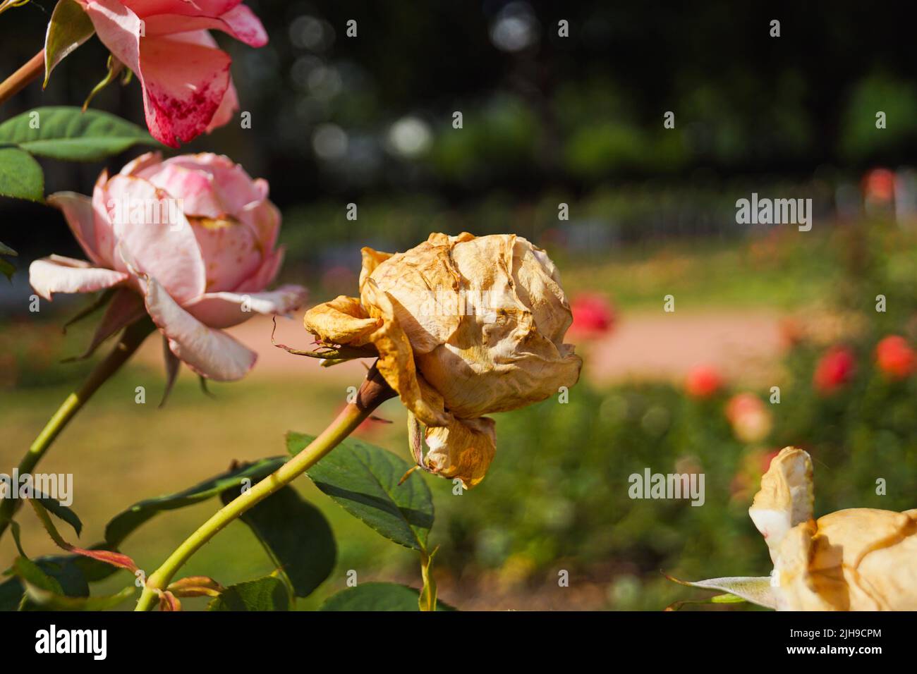 Old roses hi-res stock photography and images - Alamy