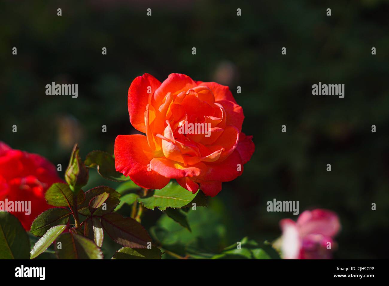 Garden rot hi-res stock photography and images - Alamy