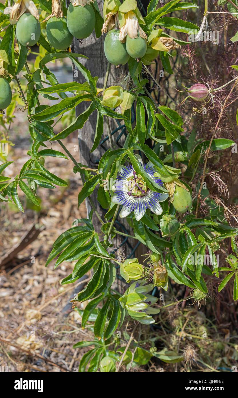 Passionflower plant producing fruit and one flower with green foliage ...