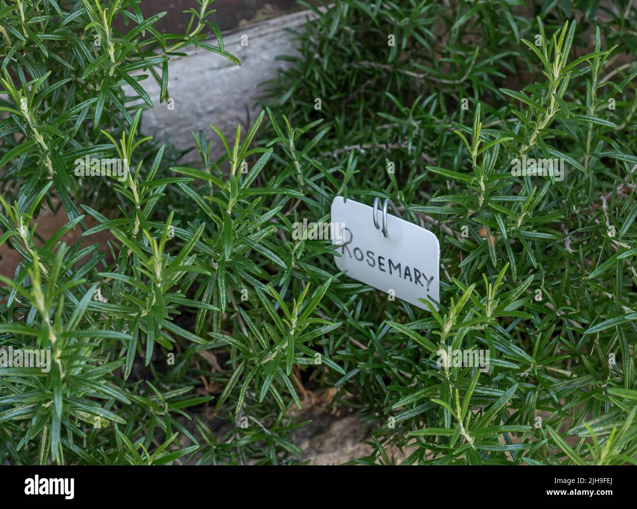 Rosemary rosmarinus officinalis single leaf hi-res stock photography ...