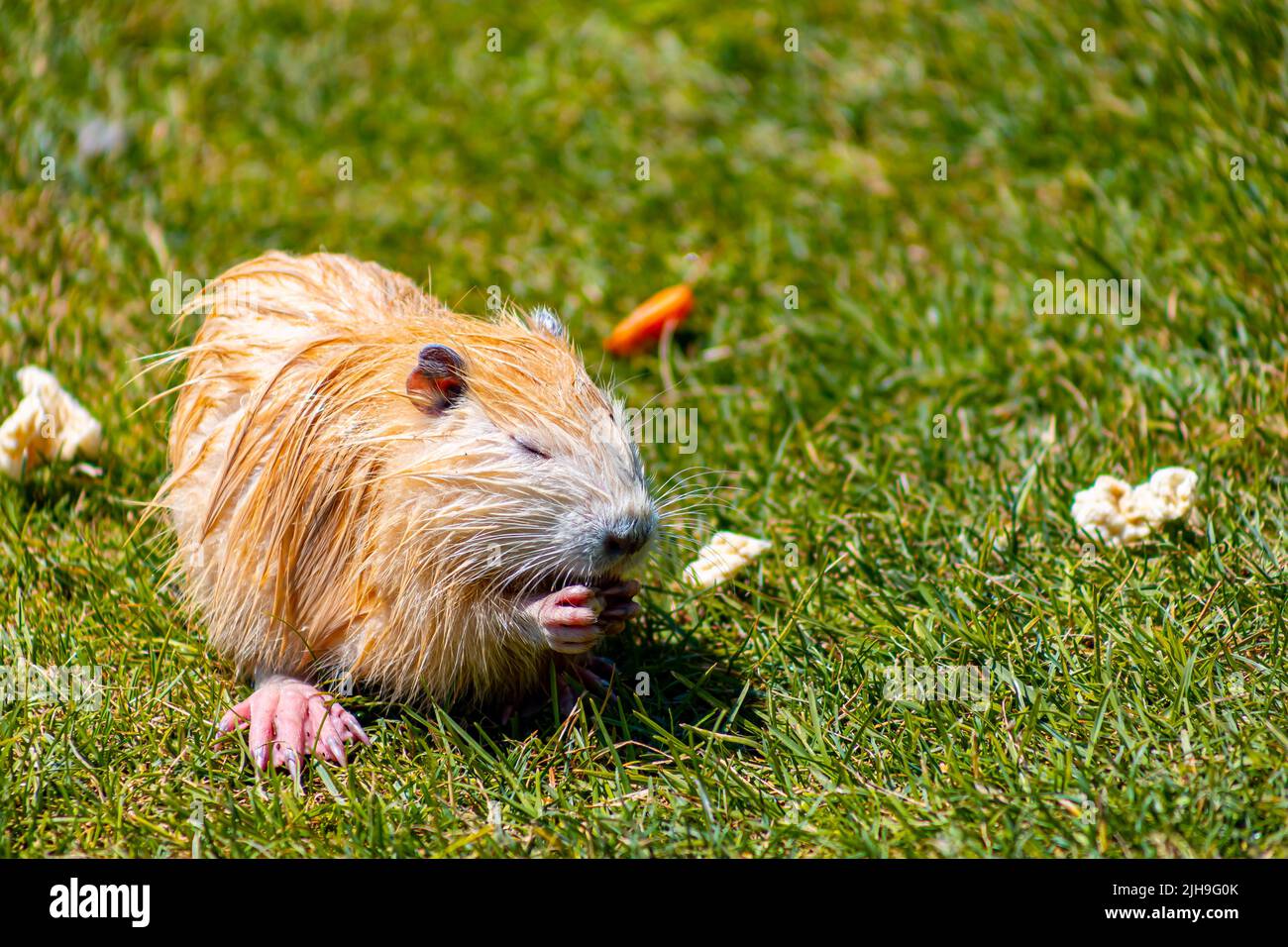 red nutria gnaws food in the zoo on the lawn Stock Photo - Alamy