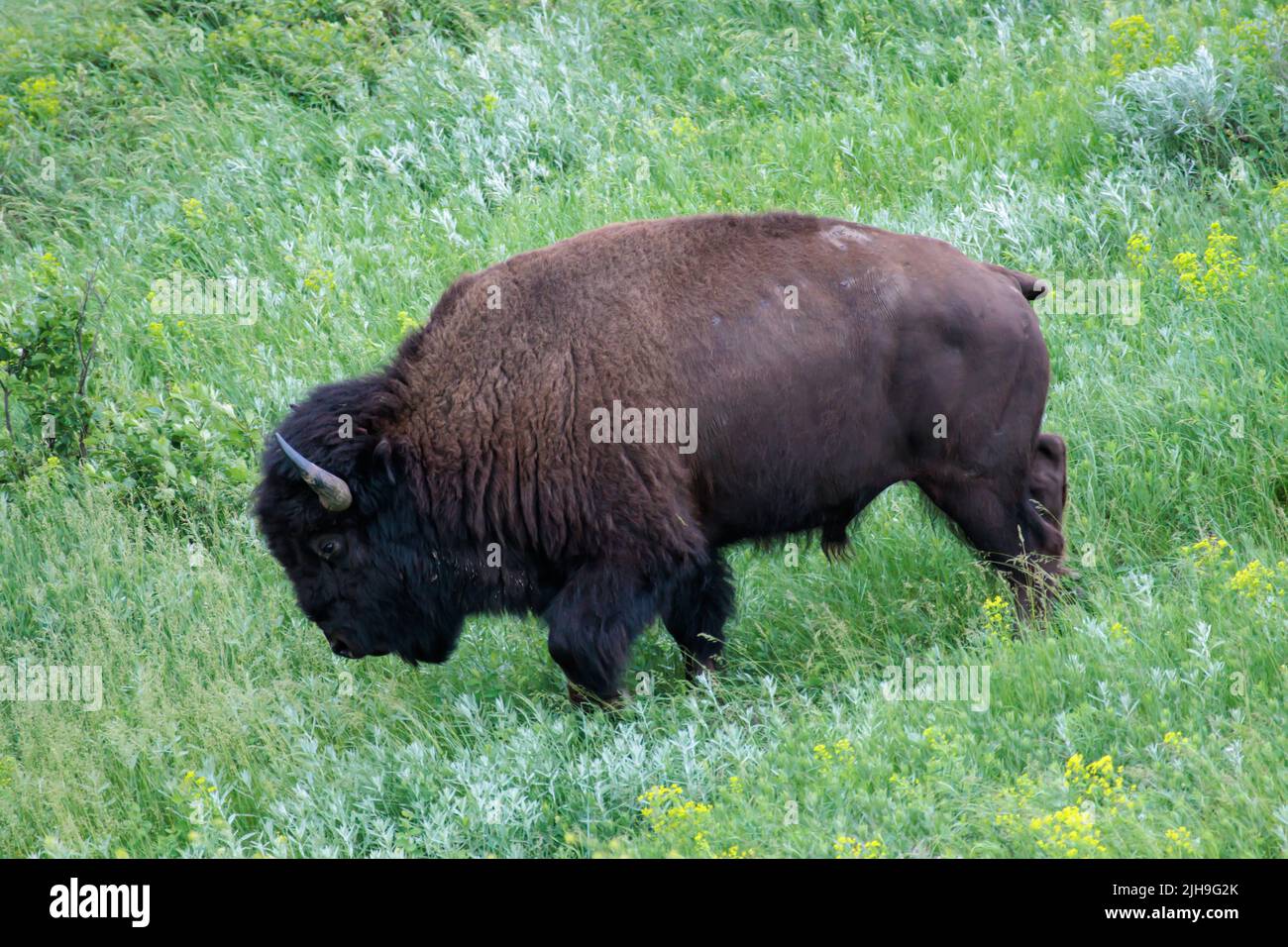 A large bison walks down a hill in a field of green grass at Theodore ...