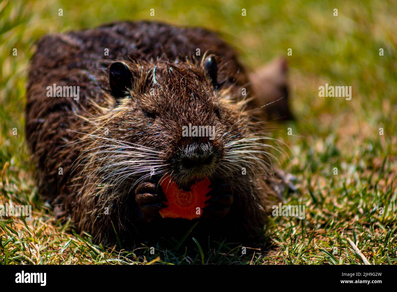 nutria in the zoo holds food with its paws and gnaws it Stock Photo - Alamy