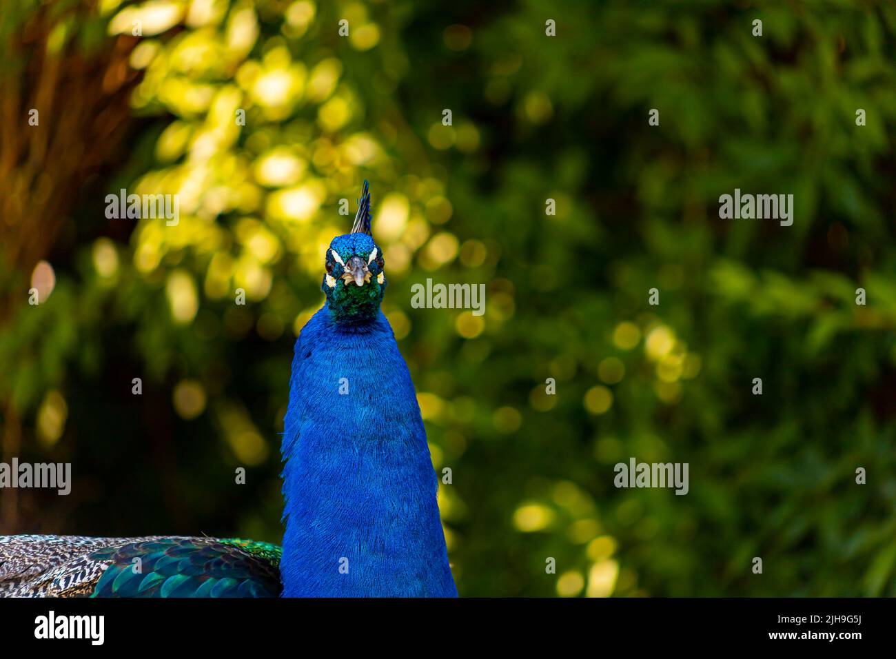 close-up of the neck of a blue peacock that examines the territory of ...