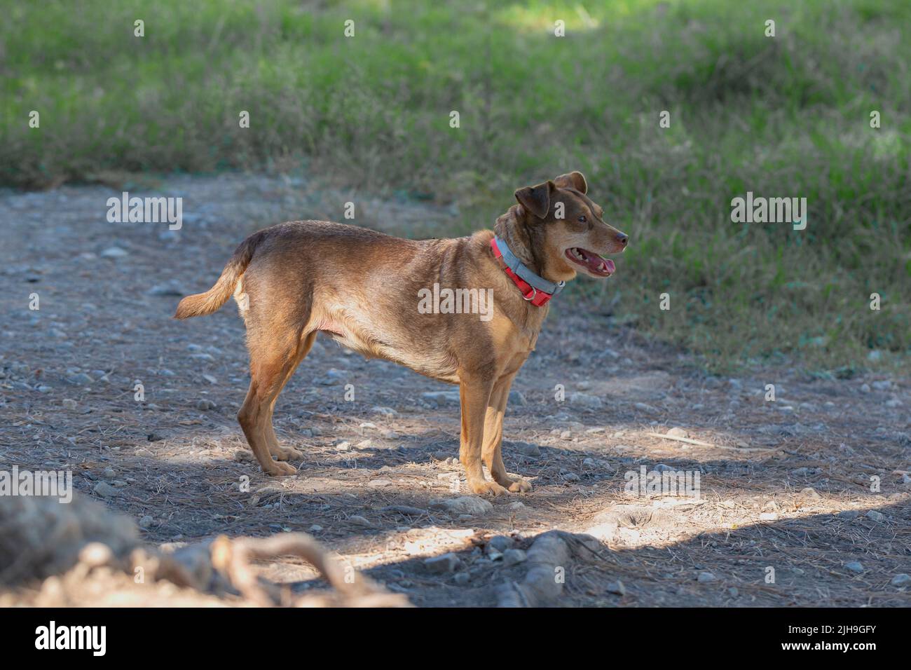 nice brown dog in nature area Stock Photo - Alamy