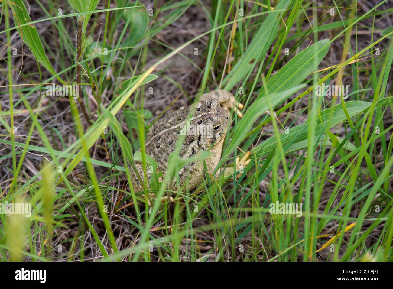 Dakota toad hi-res stock photography and images - Alamy