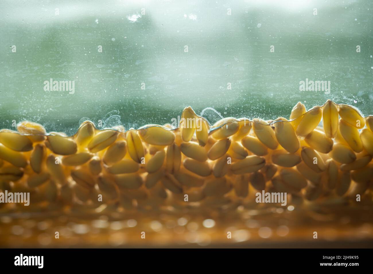 germinated wheat grain sprouts inside glass tray closeup Stock Photo ...