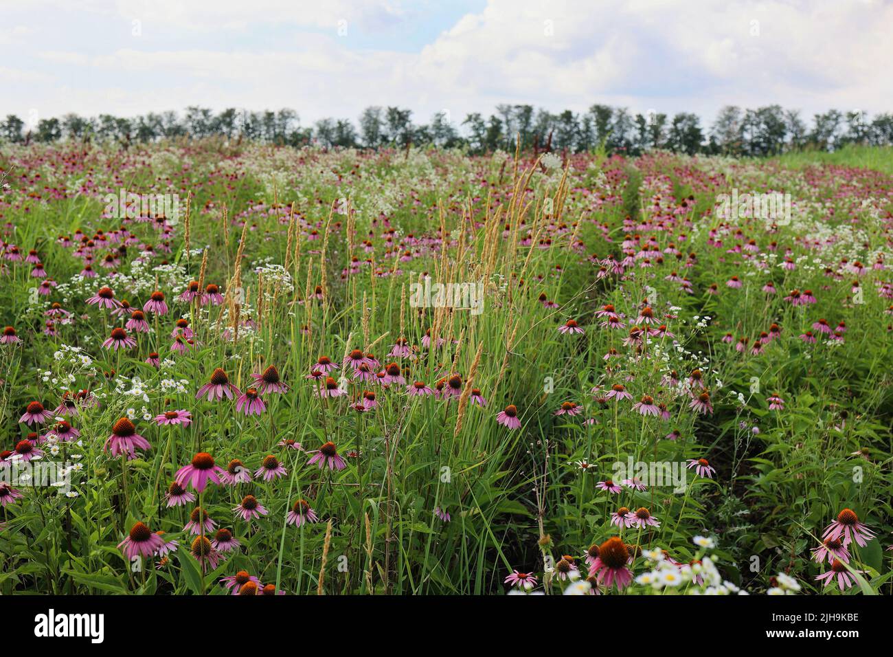 Echinacea purpurea field. Field of blooming red coneflowers, echinacea ...