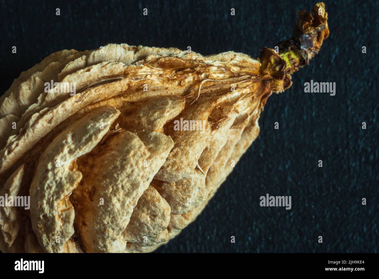 Nectarine fruit stone seed closeup Stock Photo - Alamy