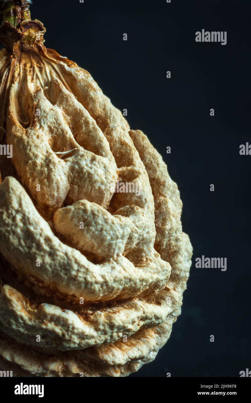 Nectarine fruit stone seed closeup Stock Photo - Alamy
