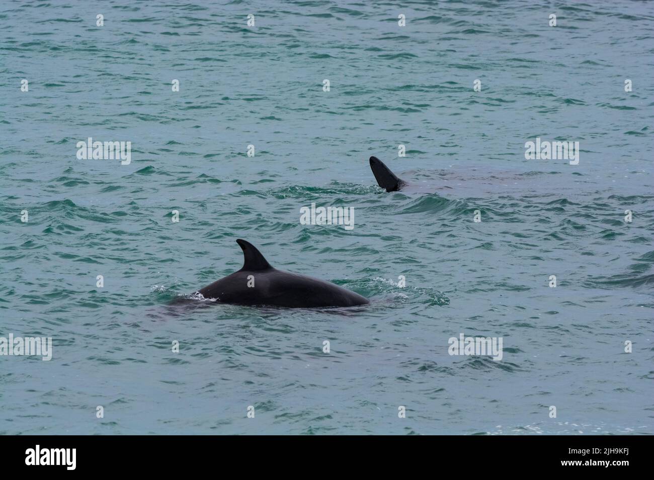 Killer whale hunting sea lions, Peninsula Valdes, Unesco World Heritage ...