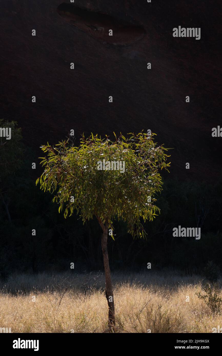 Eucalyptus microtheca gum tree hi-res stock photography and images - Alamy